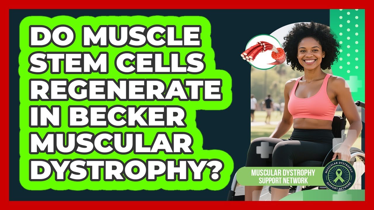 Do Muscle Stem Cells Regenerate In Becker Muscular Dystrophy ...