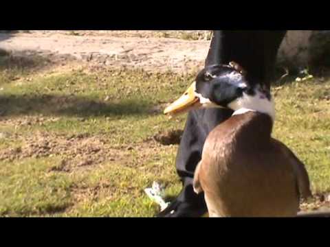 Duck Rodeo - YouTube