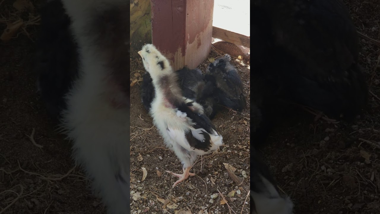 Sanjak longcrower baby chicks 2 - YouTube