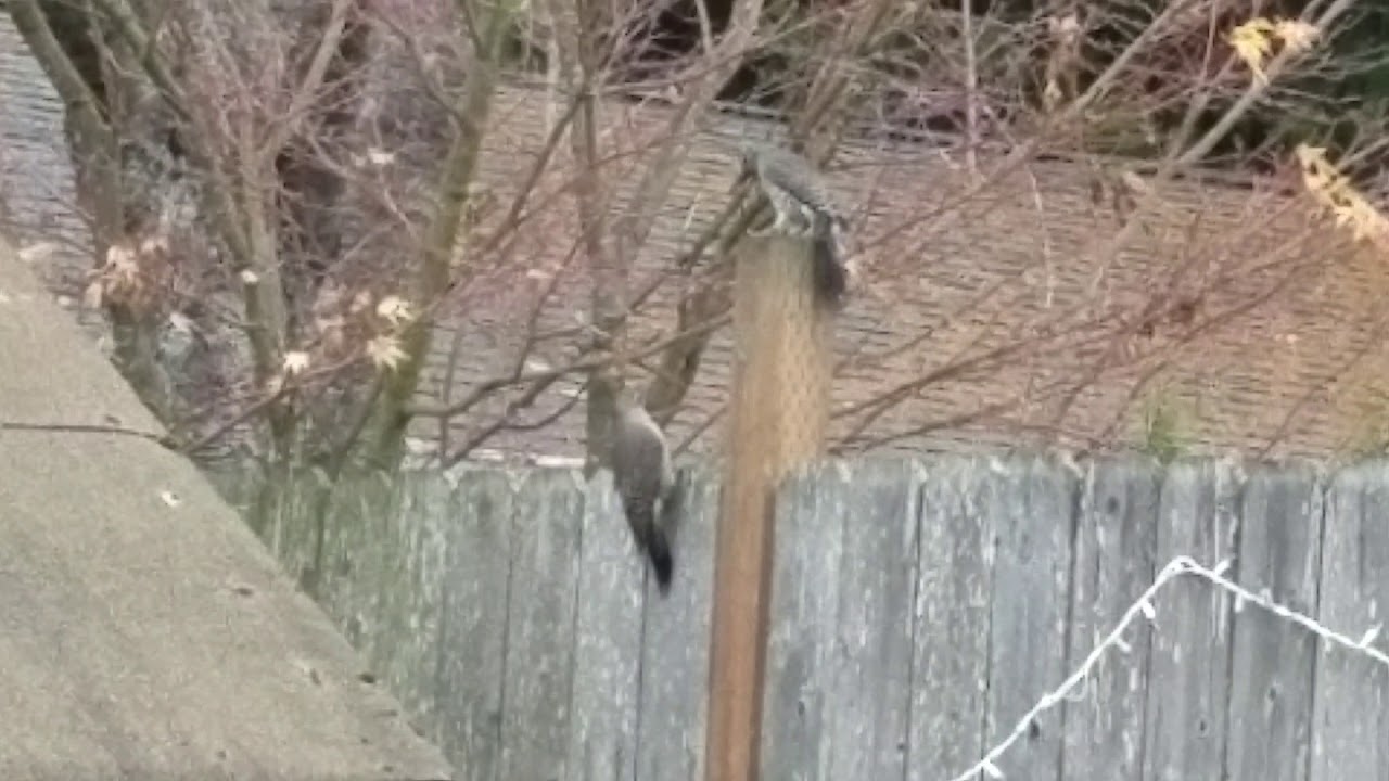 Northern Flicker mating dance - YouTube
