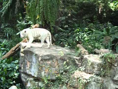 Omar The Tiger - YouTube