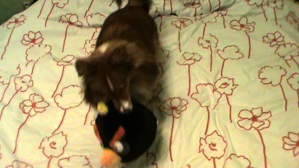 Sheltie vs Angry bird - YouTube