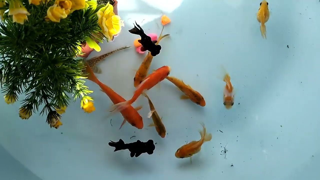 amazing colorful fish goldfish tiger barb black moor pleco koi carp ...