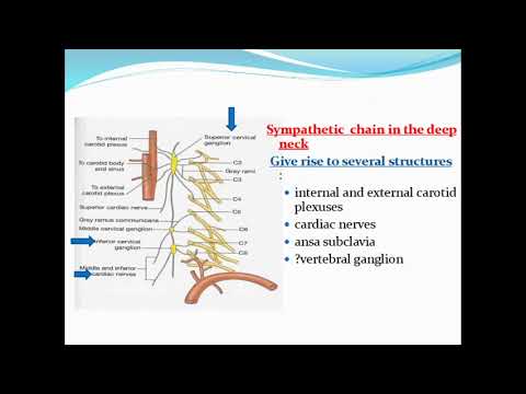 Root of the Neck - Part - II - YouTube