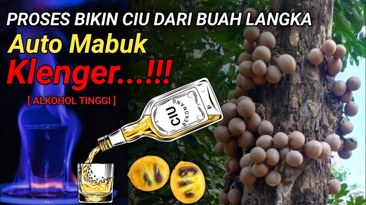 Bikin Ciu dari Buah Kepel‼️Auto Mabok Klenger‼️Buah Langka - YouTube