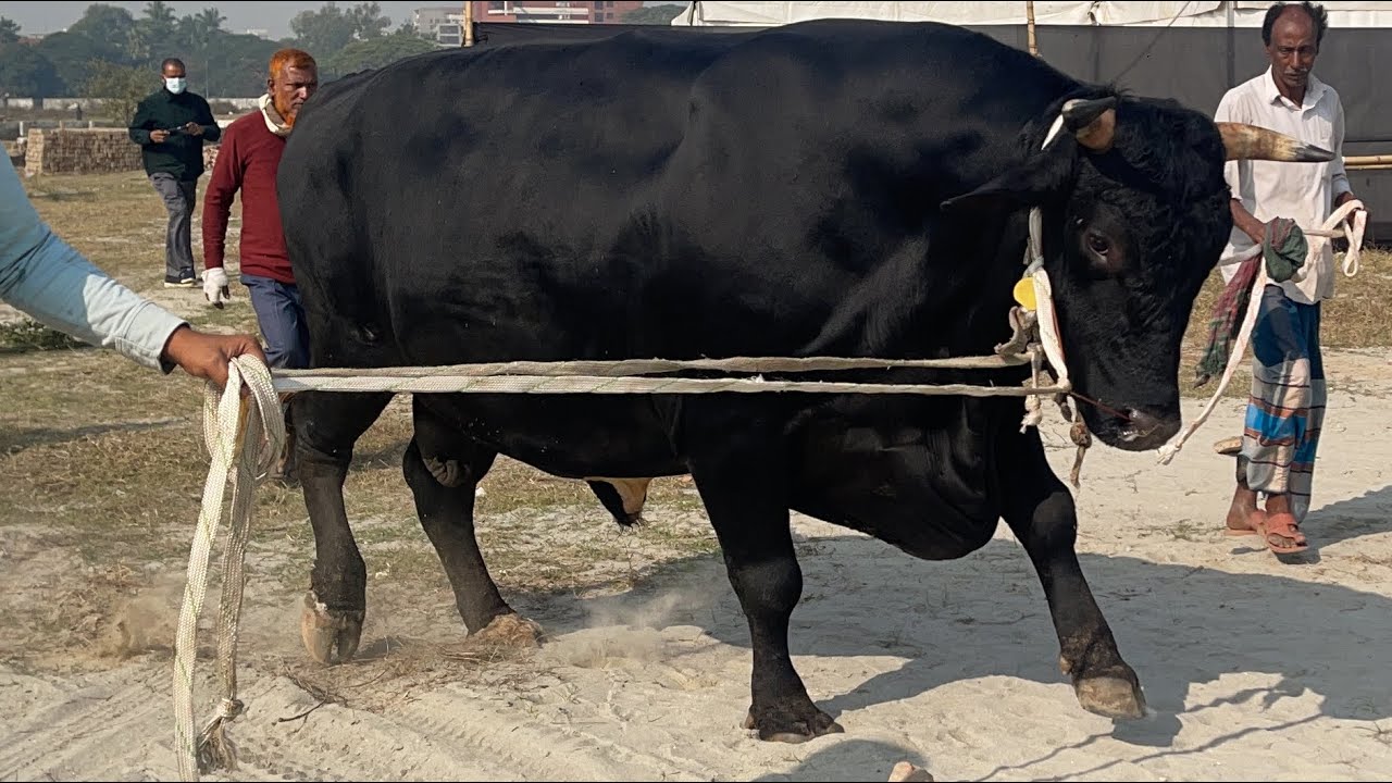 Huge Austral Bull Showdown | Billal Agro | Exclusive Dhaka Cattle Expo ...