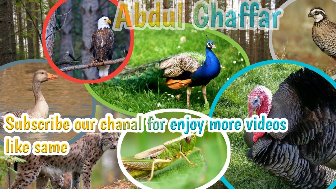 animals,birds and insects vioces&chirping - YouTube