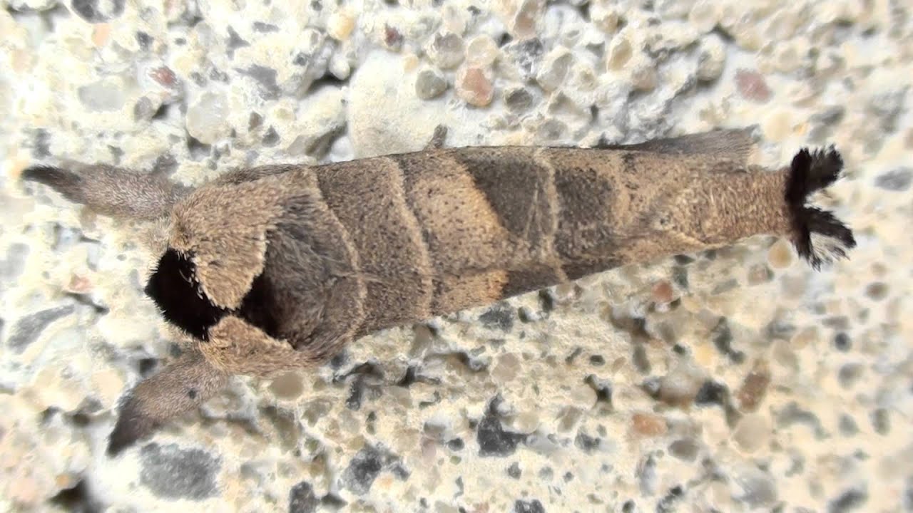 Sigmoid Prominent Moth (Notodontidae: Clostera albosigma) Dorsal View ...
