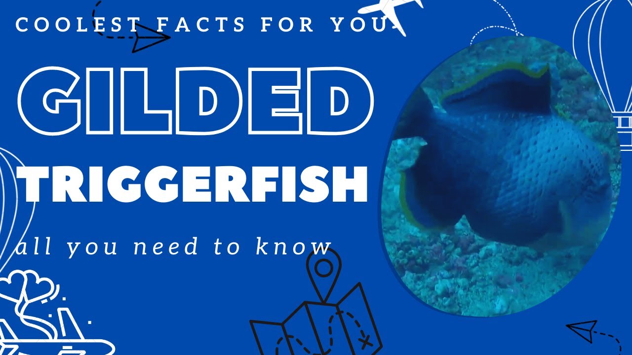 Gilded Triggerfish facts 🐠 Blue-throated Triggerfish 🐟 Xanthichthys ...