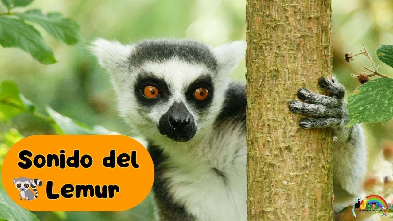 SONIDO DEL LEMUR // SOUND OF THE LEMUR - YouTube