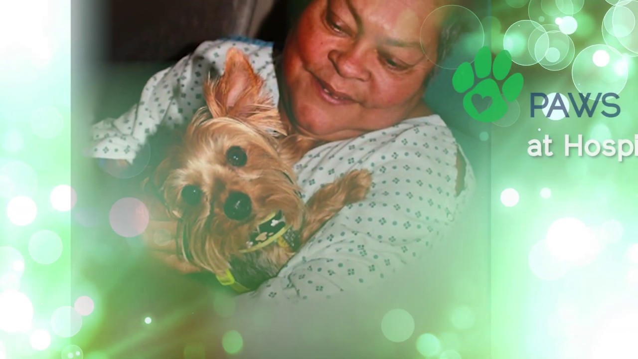 PAWS for People publishes their 1st book - Healers: The deeper impact ...