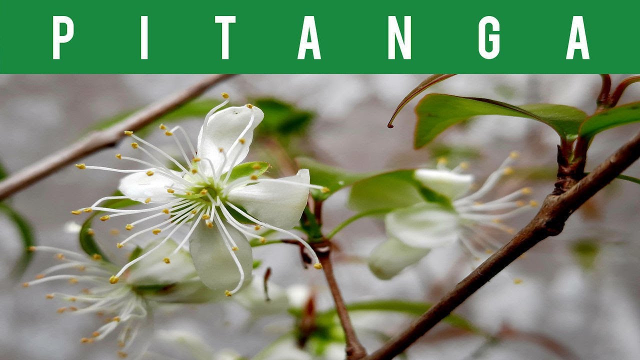 🟠PITANGA NEGRA FLORECIENDO (PITANGA PRETA) (BLACK SURINAM CHERRY ...