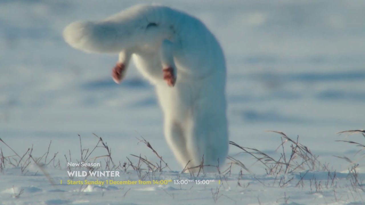Wild Winter Starts 01 December 2019 - YouTube