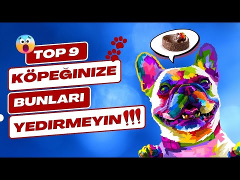Köpeklerin Kesinlikle Yememesi Gereken 9 Yiyecek #trend #trendingshorts #keşfet #hamburger1903