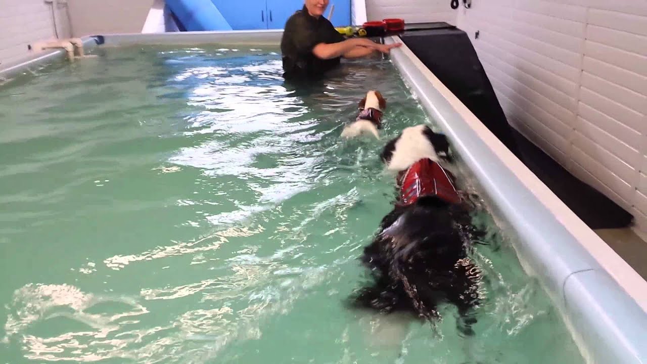 Iti and Loki swim 2, 24/9/15 - YouTube