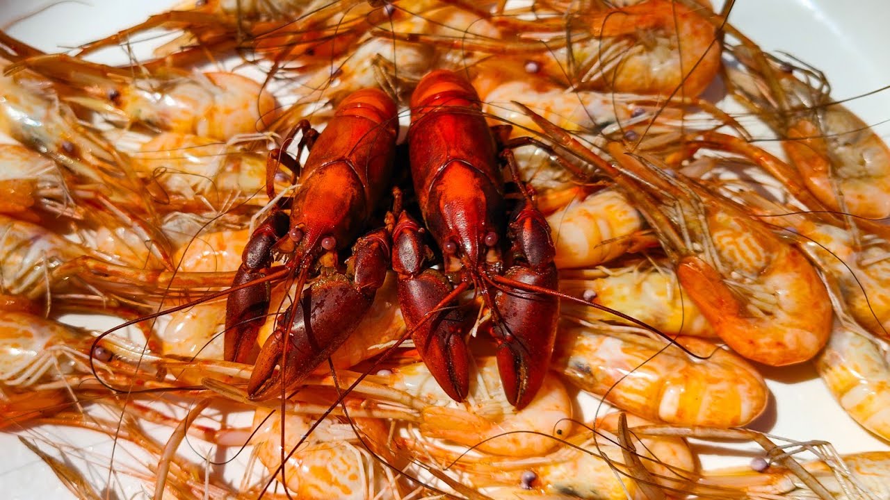 Catch And Cook Freshwater Shrimp And Yabbies - YouTube