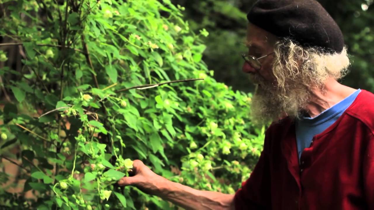 Codonopsis pilosula (dang shen) - YouTube