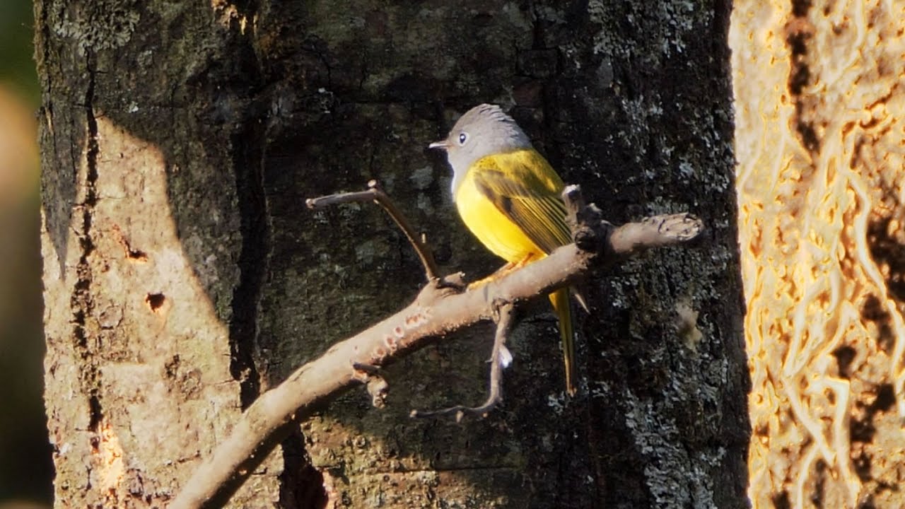 Grey-headed Canary-Flycatcher and its Song - YouTube