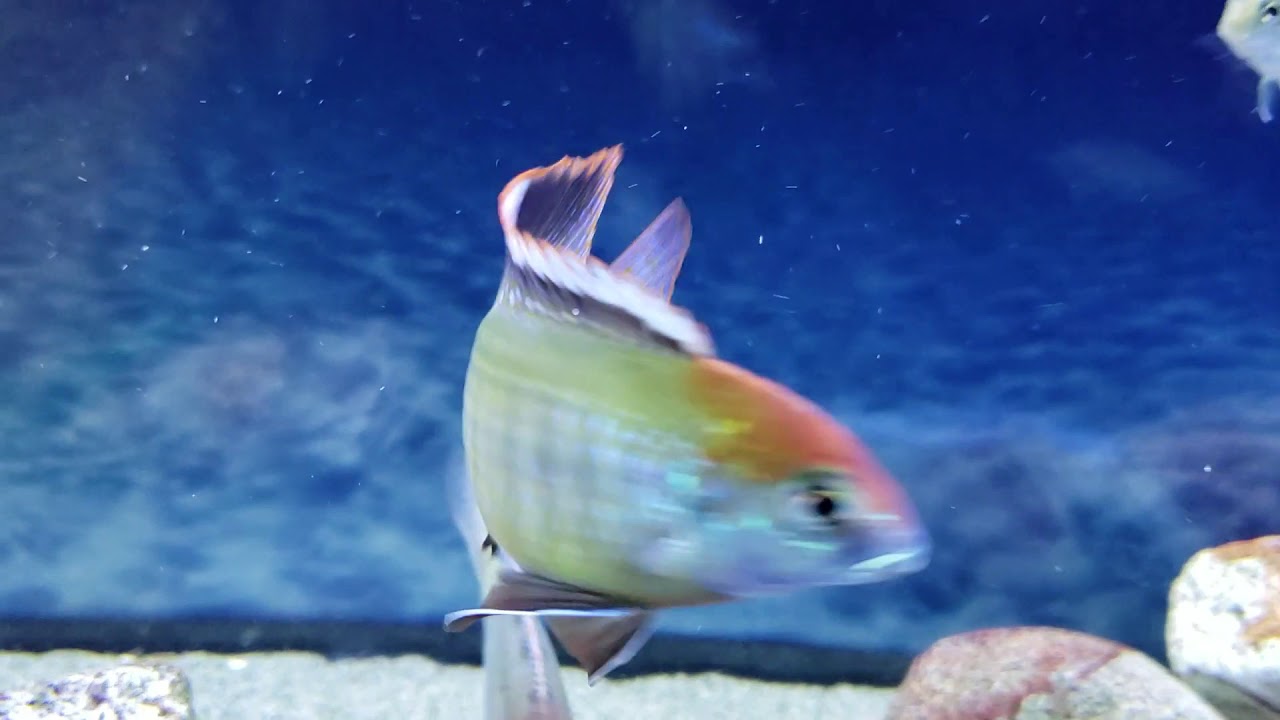 Red cap lethrinops Itungi - YouTube