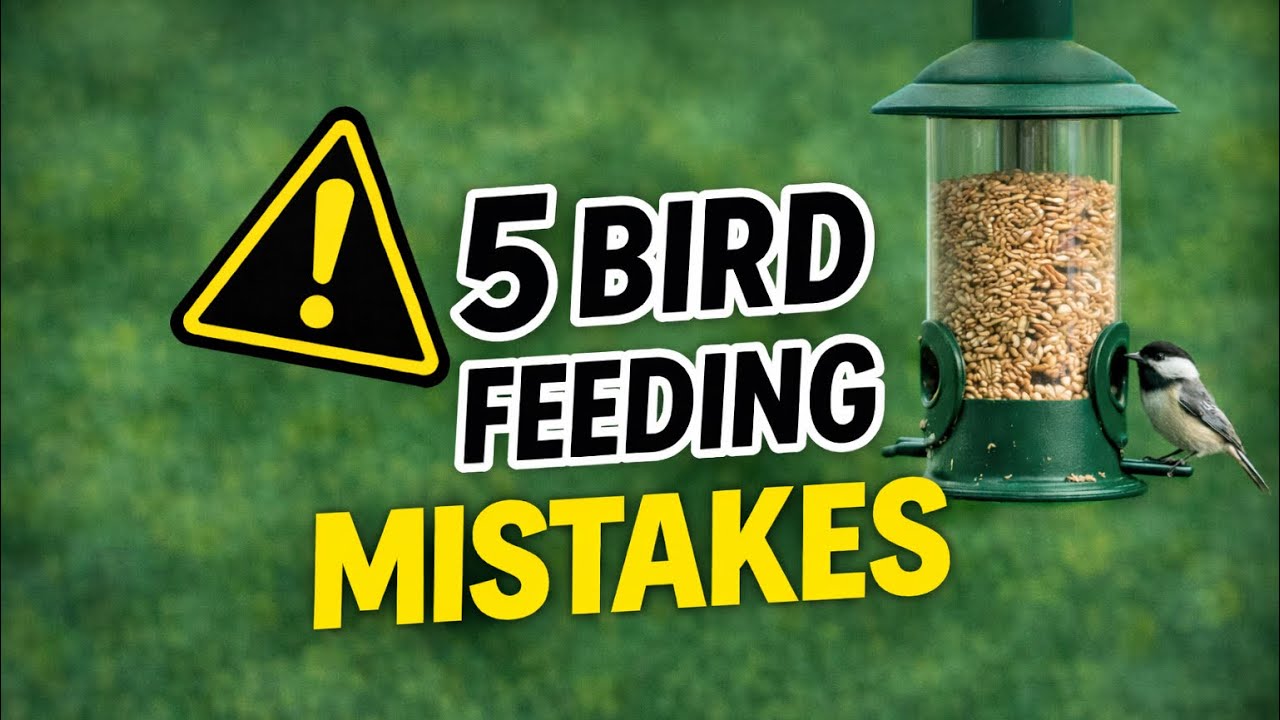 Top 5 Bird Feeding Mistakes (And How to Fix Them!) - YouTube
