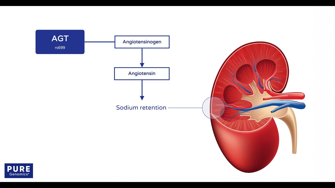 PureGenomics® - Salt Sensitivity Trait - YouTube