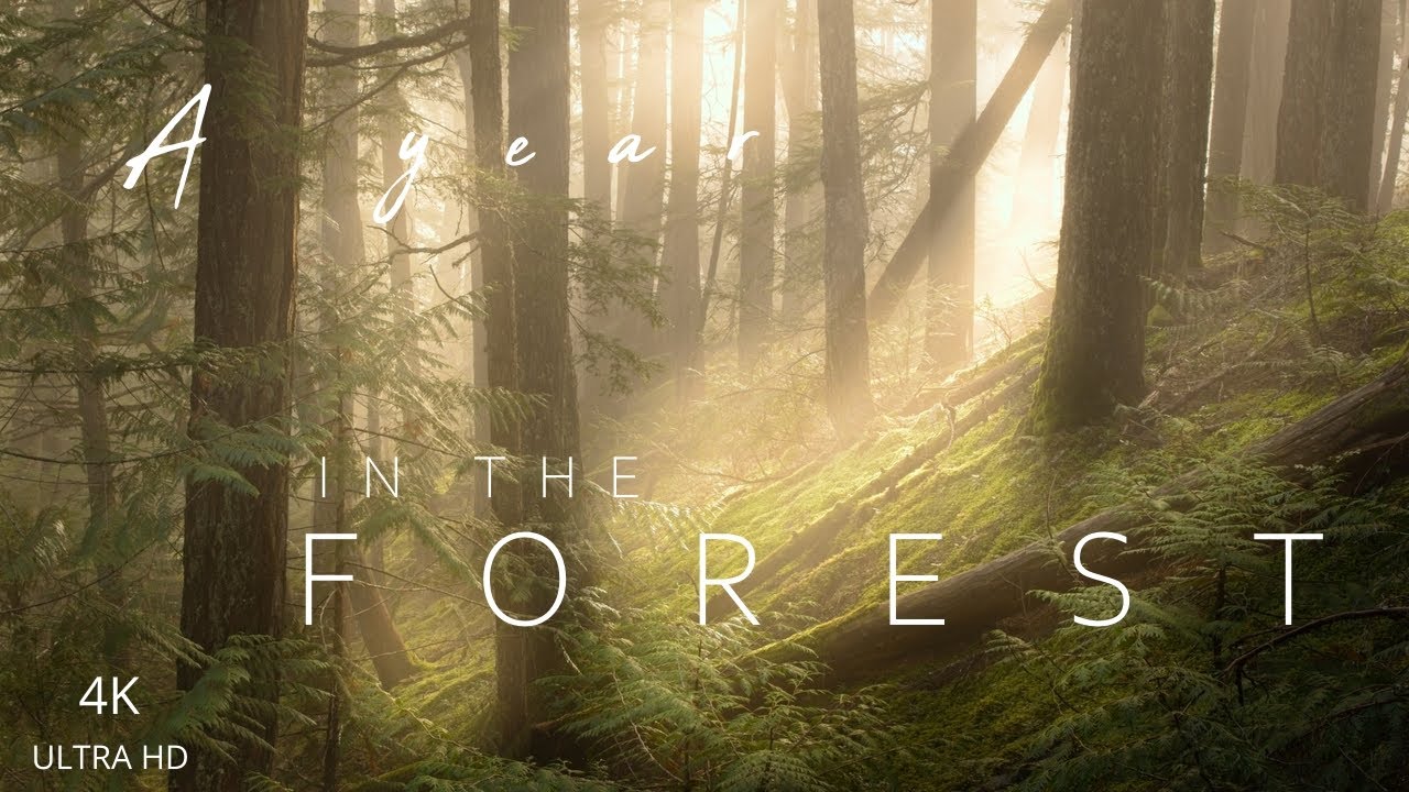 A Year in the Forest | Relaxing Classical Music | 4K Video - YouTube