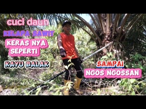 cuci daun kelapa sawit#peruningdaunkelapasawit - YouTube