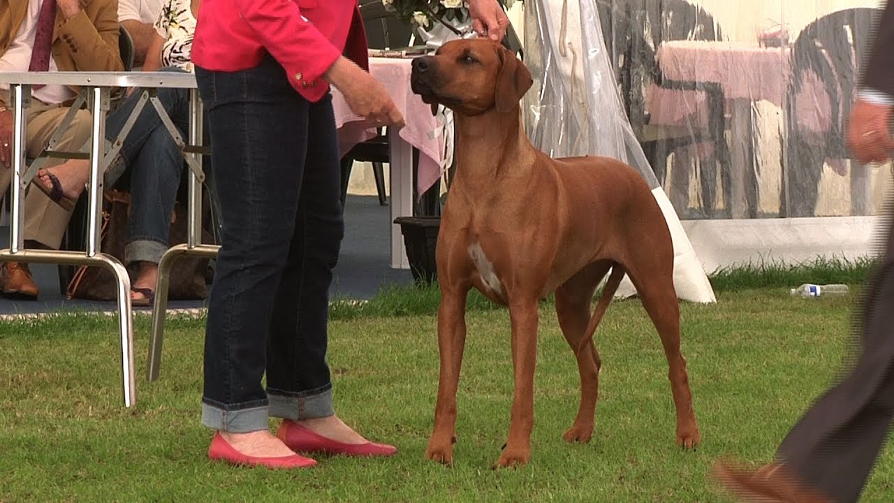 Southern Counties 2017 - Hound group FULL - YouTube