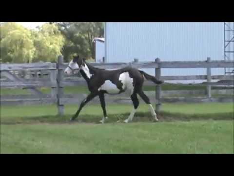 "Luna" - 2014 APHA filly by Living Large x All Time Fancy mare - YouTube