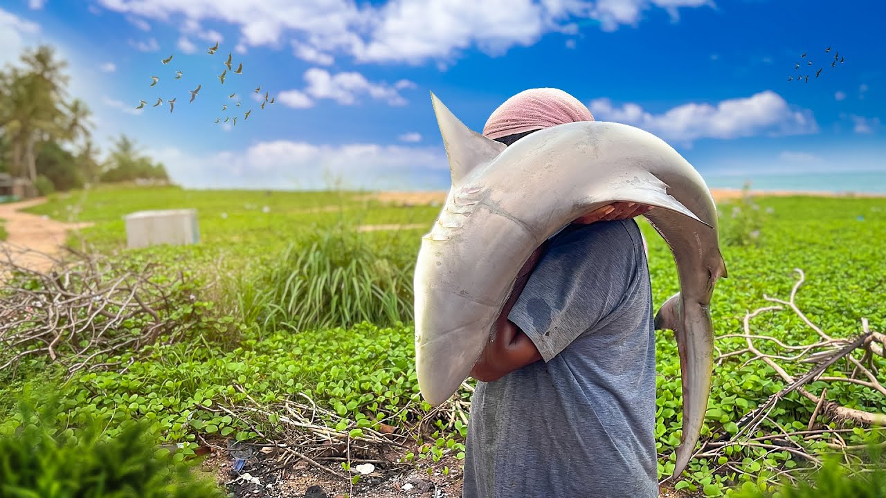 Shark Cutting Skills on Extremely Beautiful Village Road W/ Fish ...