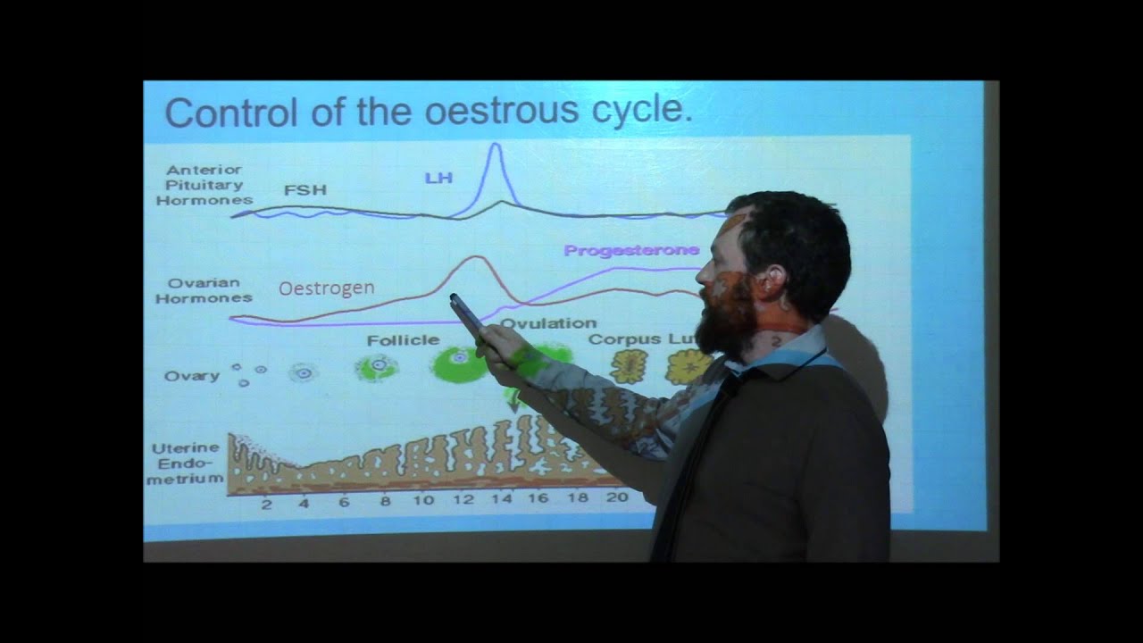 oestrus cycle - YouTube