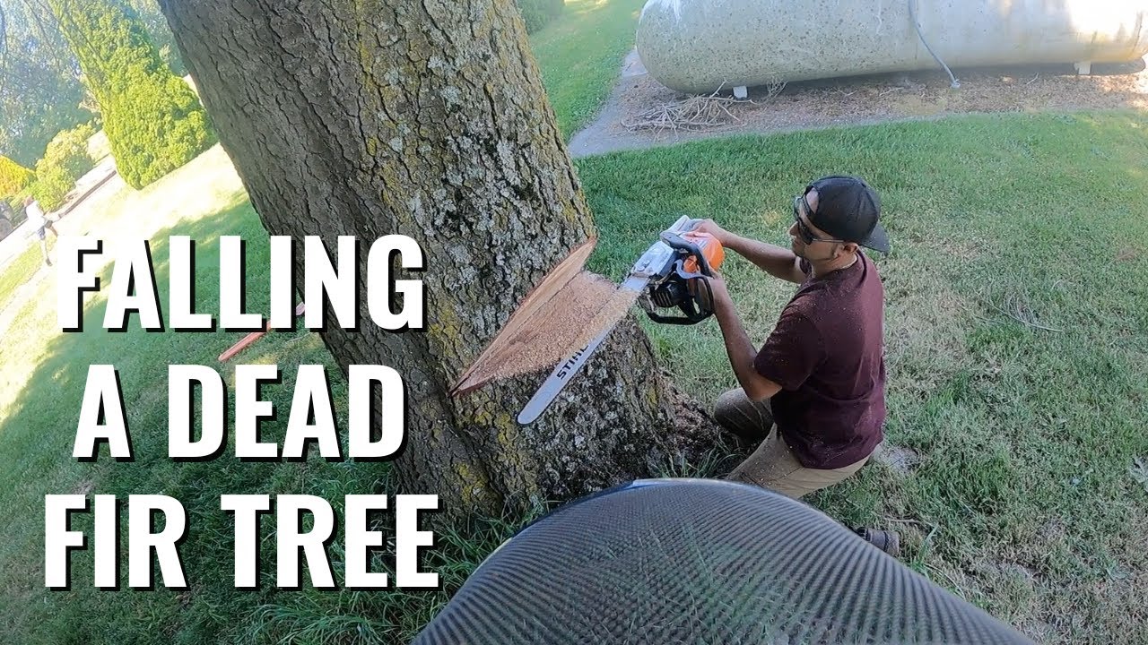 FALLING A DEAD FIR TREE - YouTube