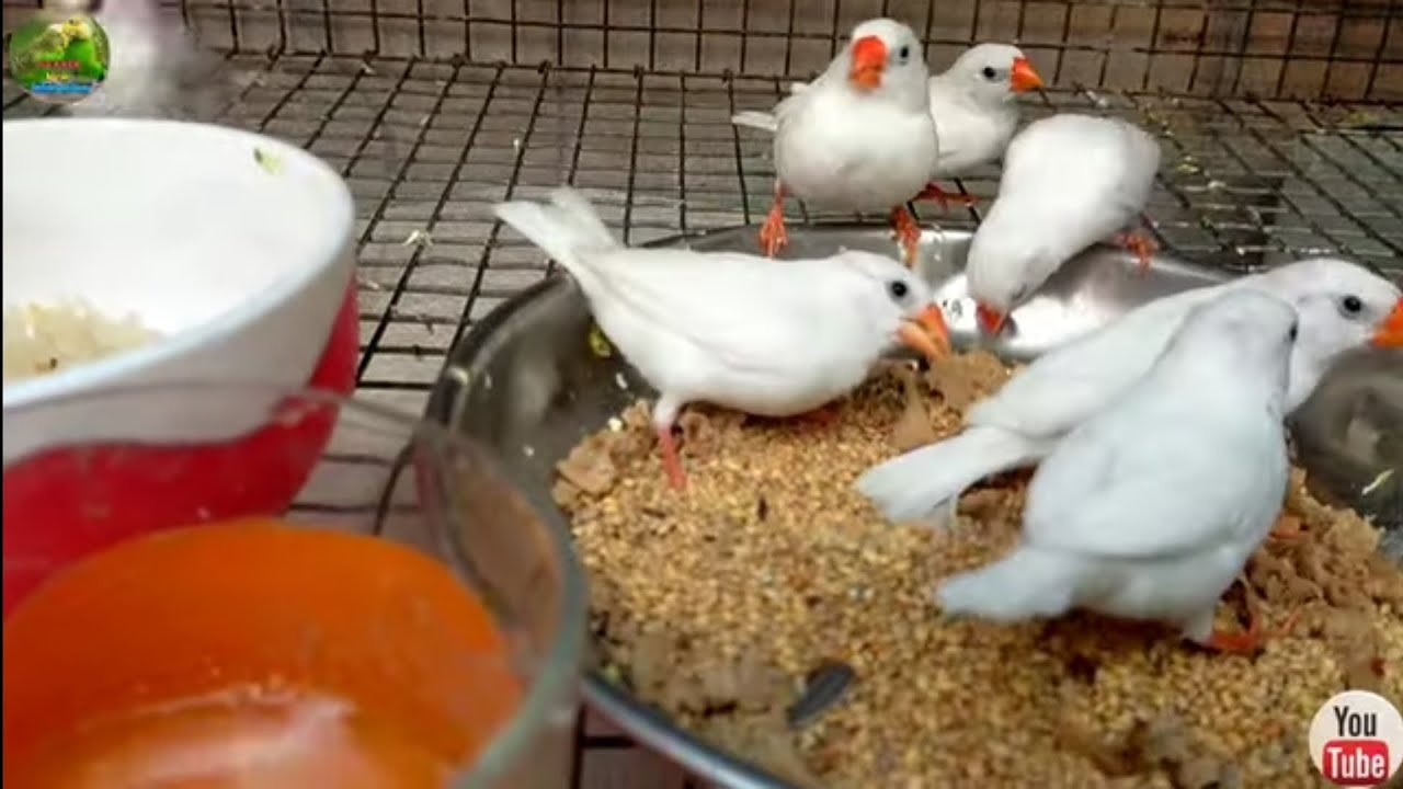 colours and different mutations of zebra finches all colour.#crusted # ...