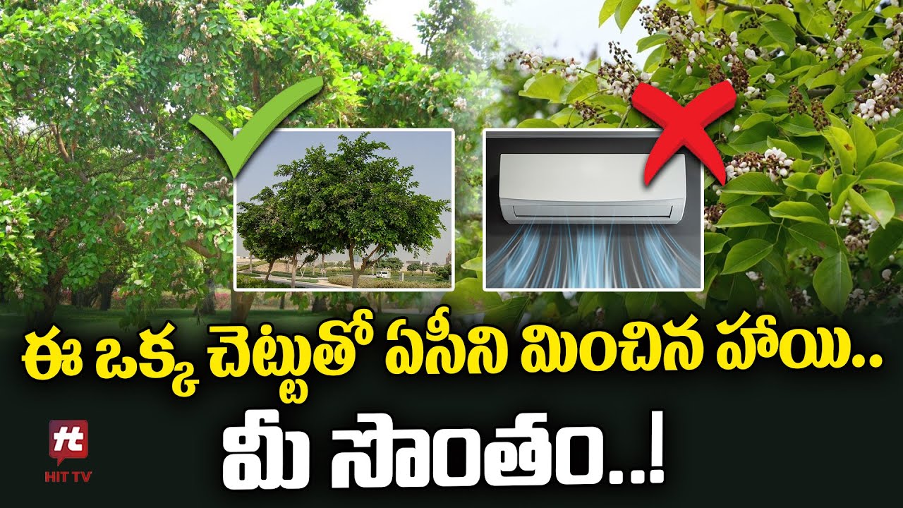 ఈ ఒక్క చెట్టుతో ఏసీని మించిన హాయి..మీ సొంతం.. || Kanuga tree latest ...