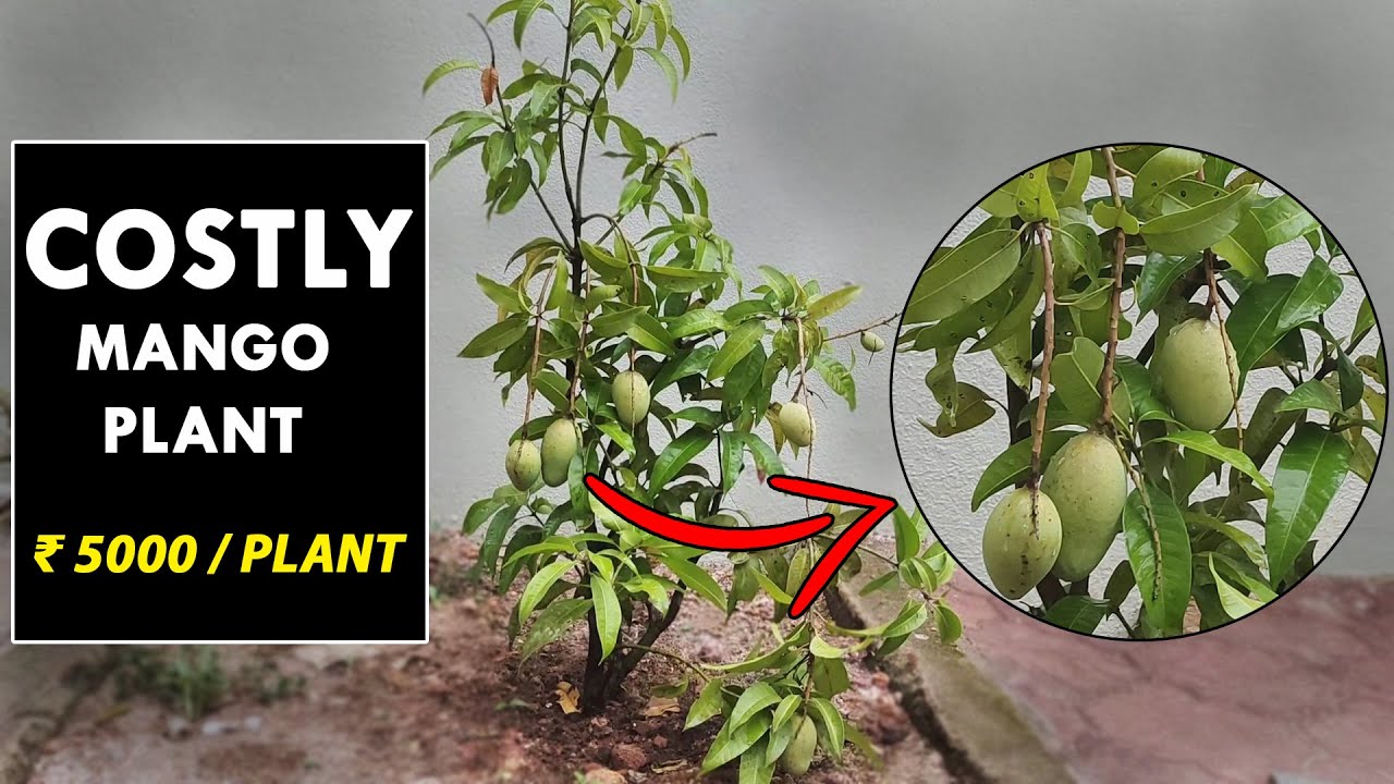 Alphonso mango plant | Ratnagiri mango - YouTube