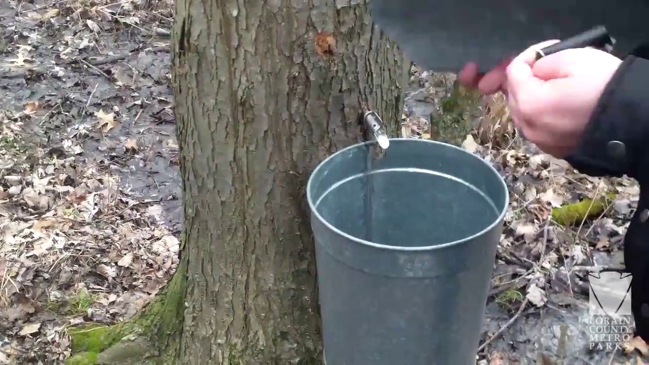 Maple Sugaring - How To Tap a Tree (version 2) - YouTube