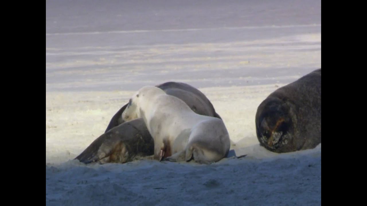 Windows 7 Sample Video - YouTube