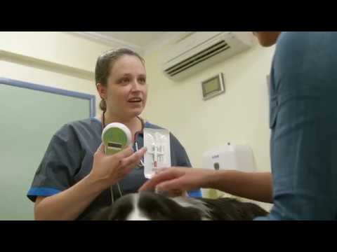 Registering and microchipping - YouTube