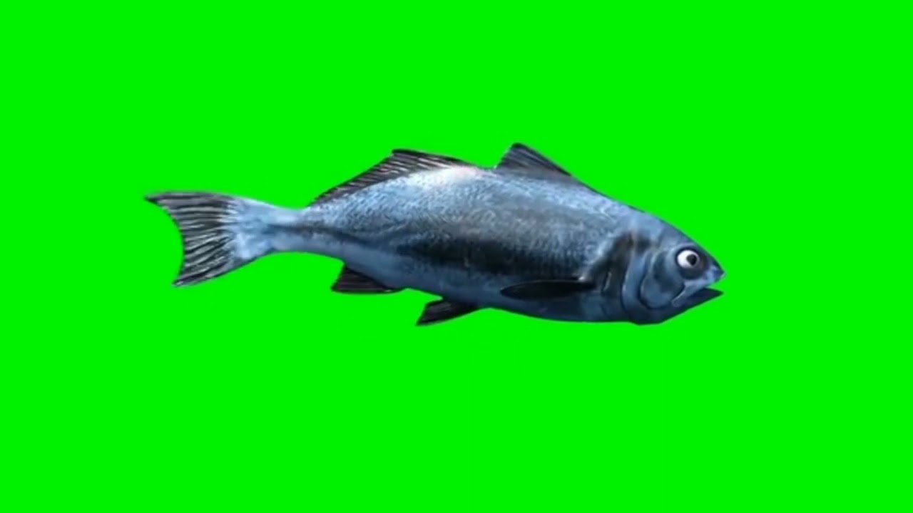 fish green screen video |my green screen effects - YouTube