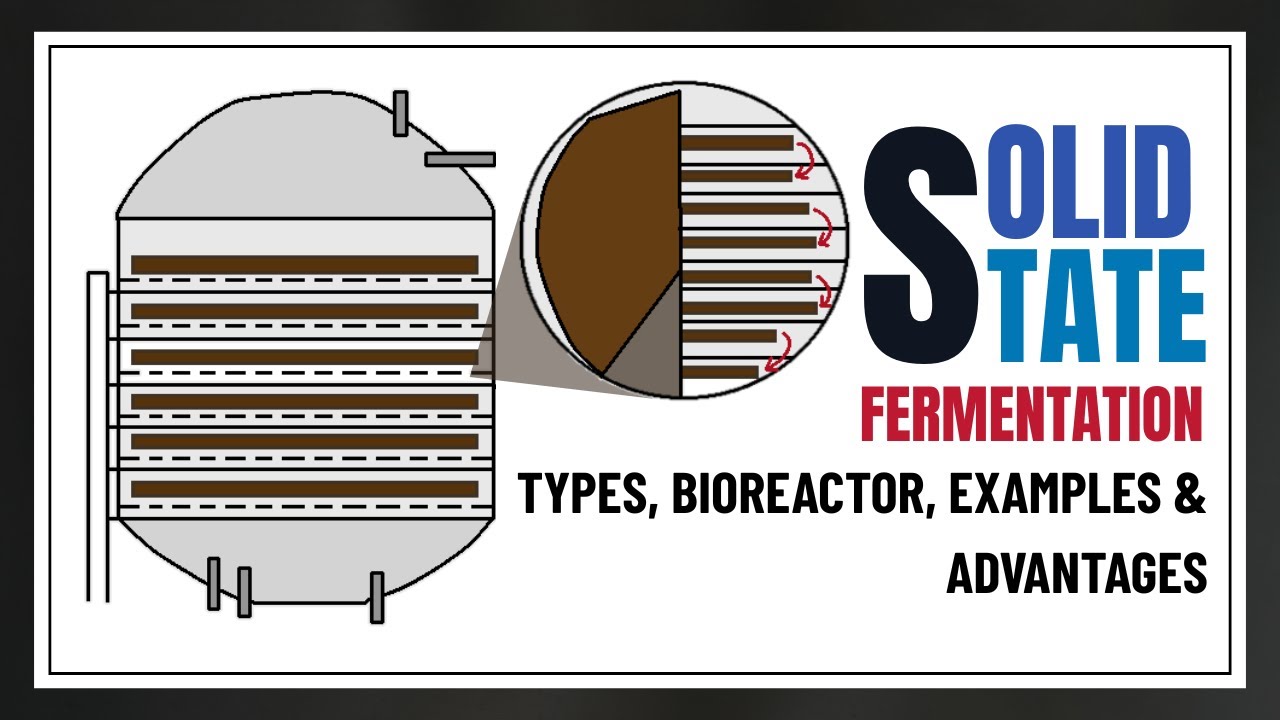 Solid State Fermentation Explained | Types, Bioreactor, Examples ...