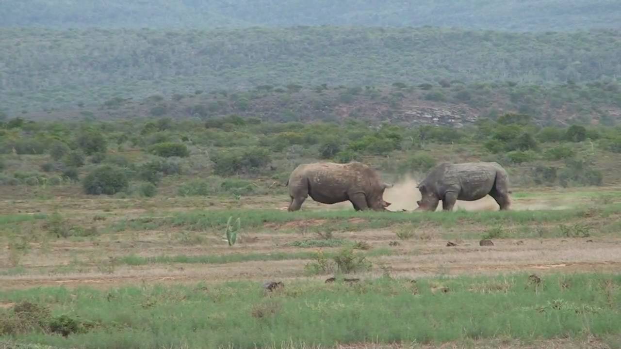 Rhino Battle - YouTube