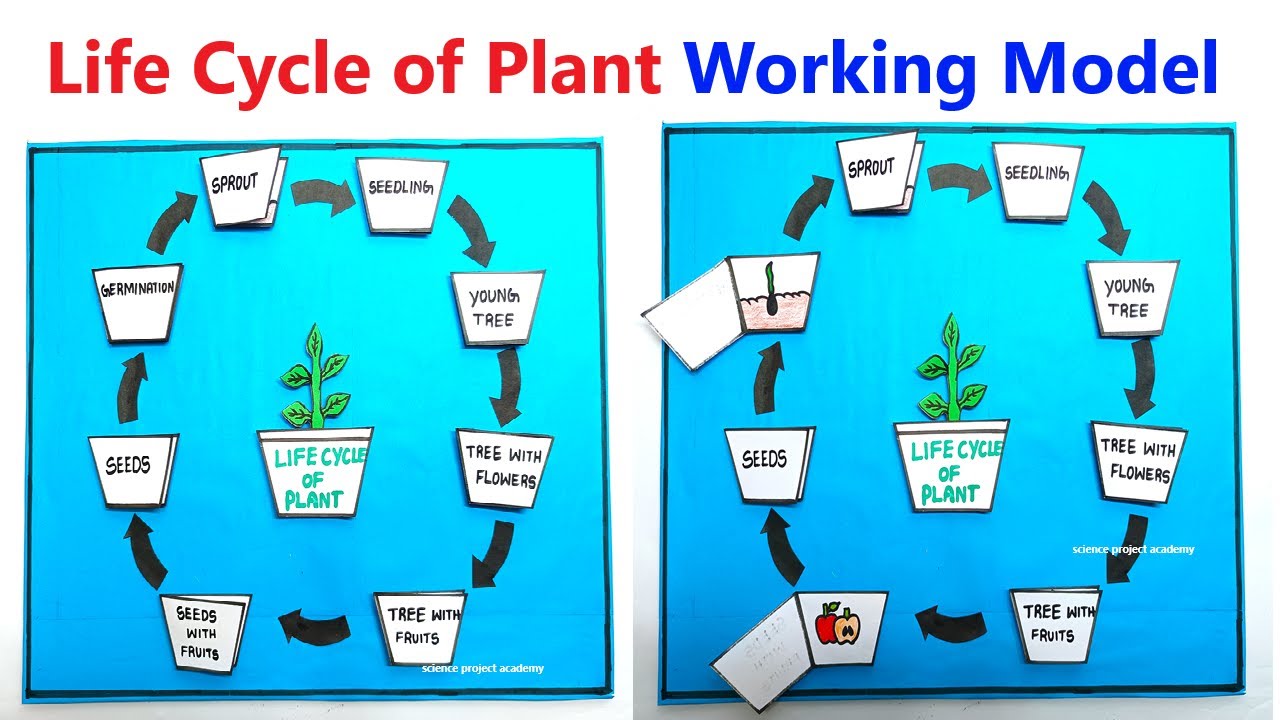 plant life cycle model project - seed germination - science project ...