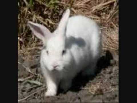 Chaz & Dave- RABBIT - YouTube