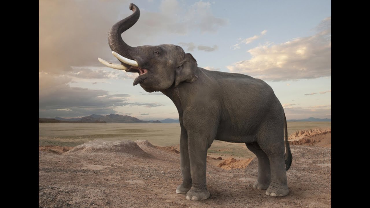 The Elephant! Life Lesson! - YouTube