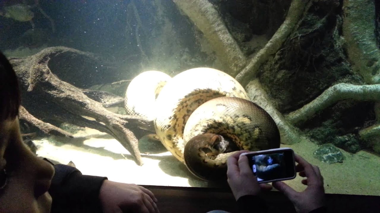 Snake eats a rabbit at the Academy of Natural Sciences - YouTube