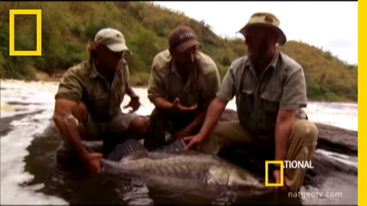 100-Pound Fish | National Geographic - YouTube