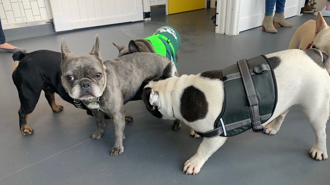 French Bulldog Meetup with 10 Frenchies! - YouTube