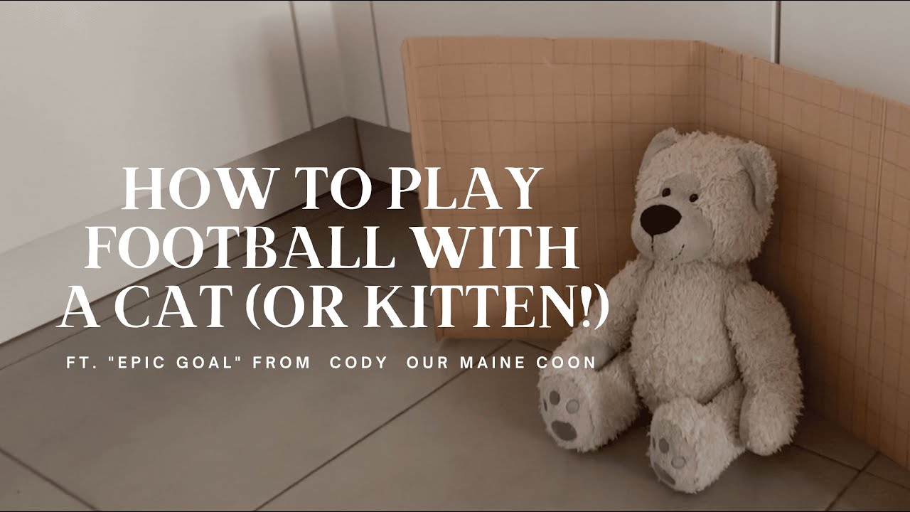 How To Play Football With a Cat (Ft. Cute Cat Playing Football!) - YouTube