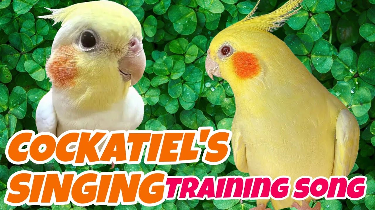 COCKATIEL SINGING TRAINING SONG: 4 musical sounds to TEACH your ...