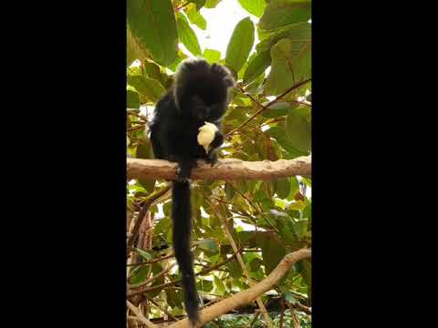 Monkey goes nuts for banana